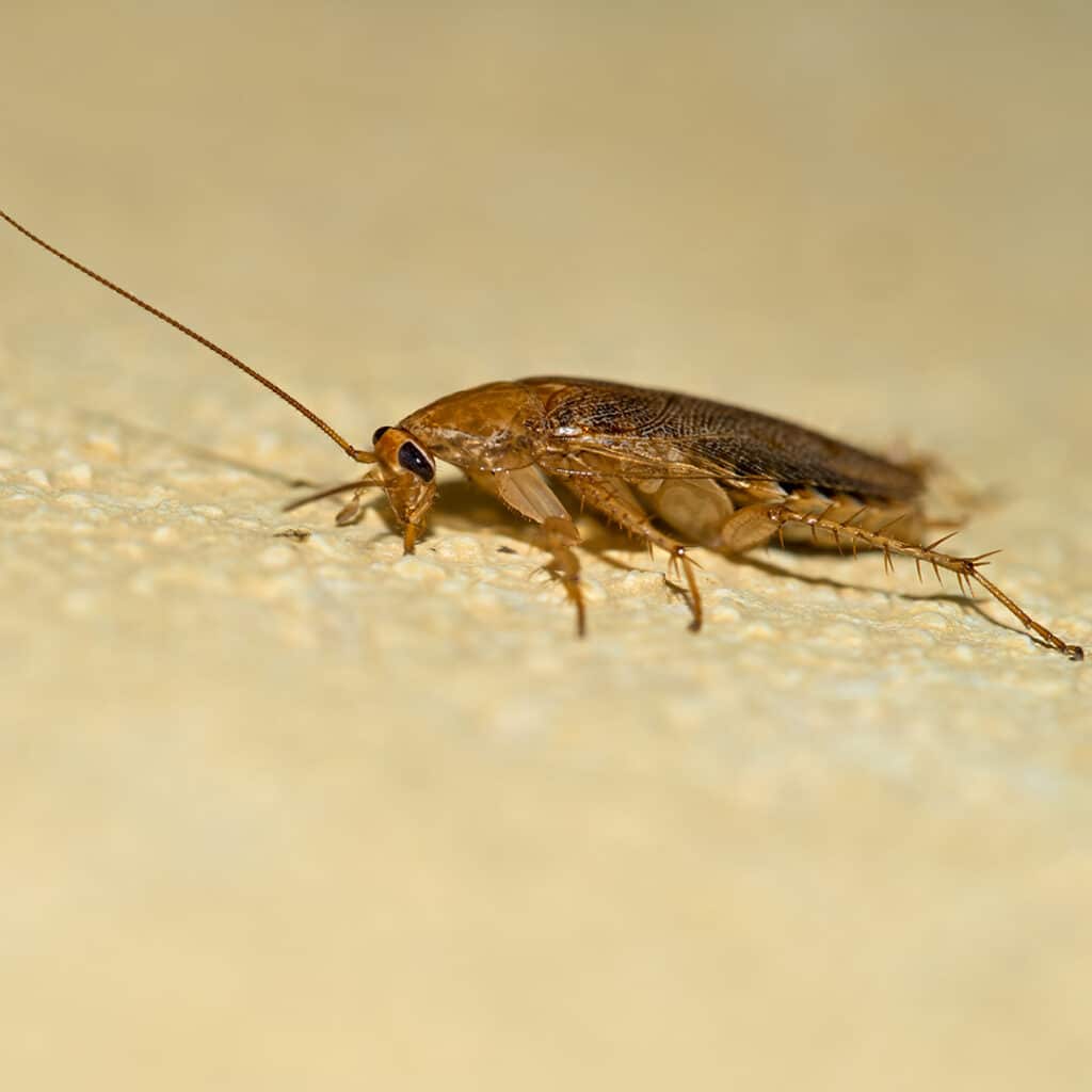 Prusak Blatella Germanica - Wygląd - Zwalczanie