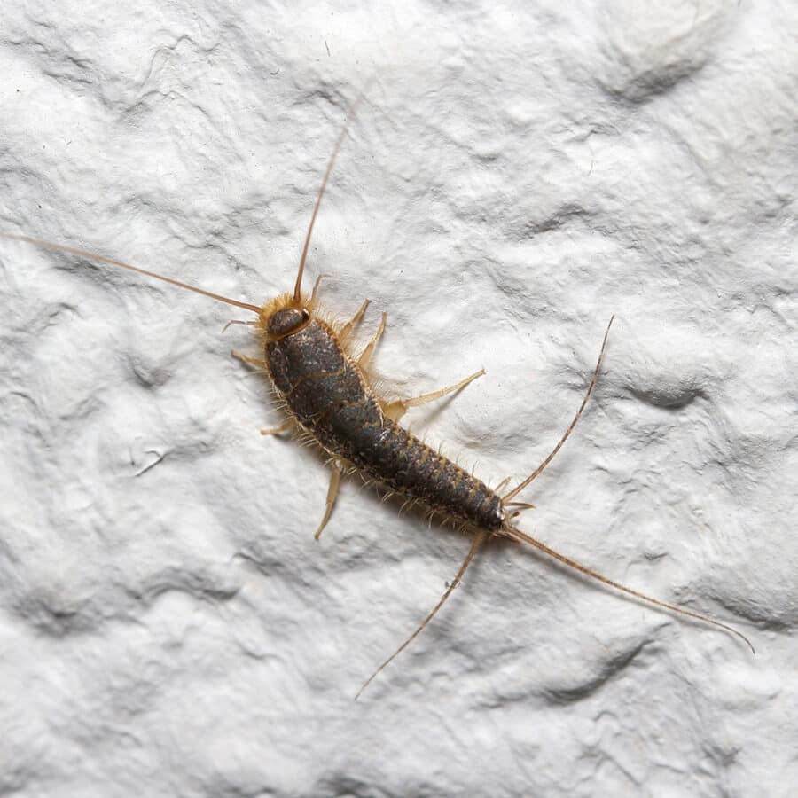 Rybik Cukrowy Lepisma Saccharina - Jak Się Pozbyć - Zwalczanie - Larwy ...